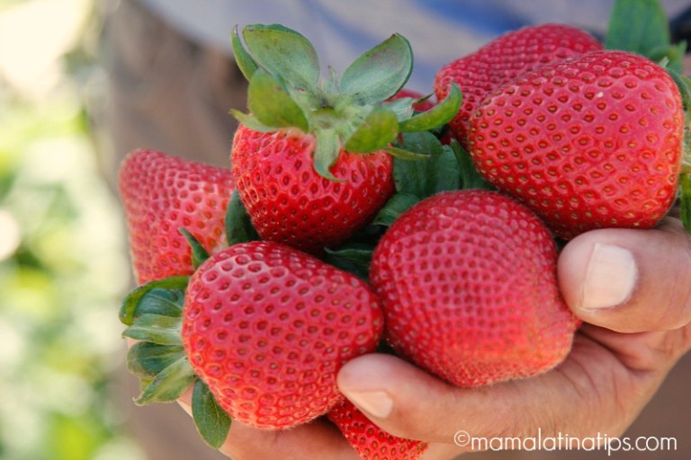 Los Beneficios de las Fresas • Mama Latina Tips